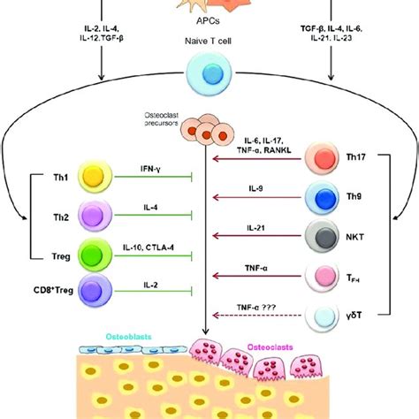 Th E Role Of T Lymphocytes And Their Cytokines In Osteoclastogenesis