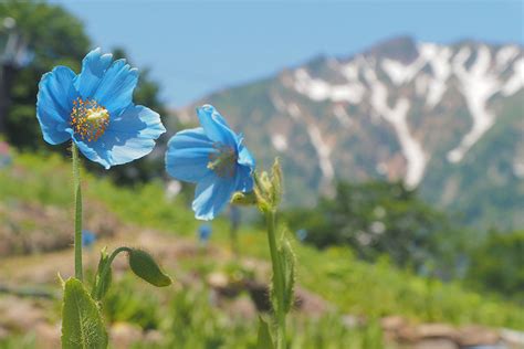 交通情報 信州栂池高原 白馬栂池温泉 ホテル サニーバレー公式サイト