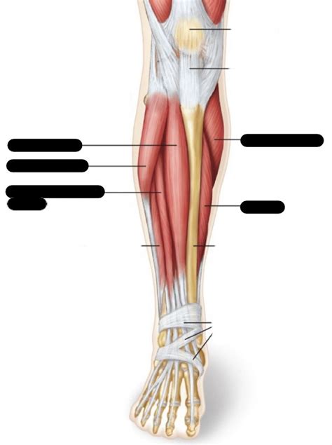Bio Lab Final Muscles Lower Leg Anterior Diagram Quizlet