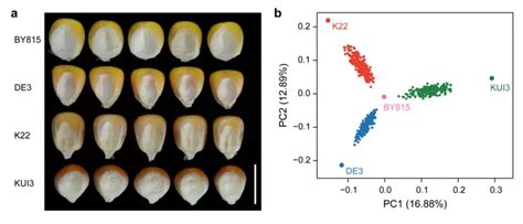 Crop Journal 中国农业大学李建生团队解析玉米胚大小及相关性状的遗传结构 知乎