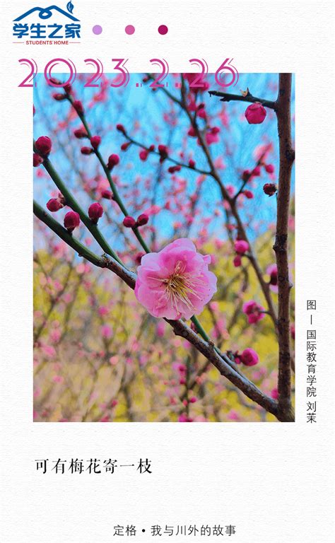 校园日签 可有梅花寄一枝 朱磊 审核 陈艳