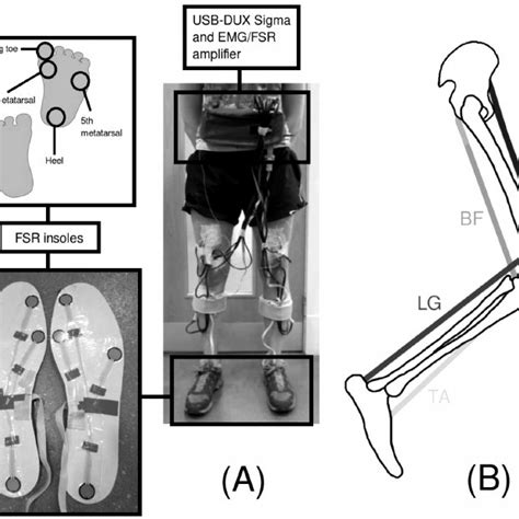 Phase Plots Of Knee Angular Velocity Versus Angular Position Knee Download Scientific Diagram