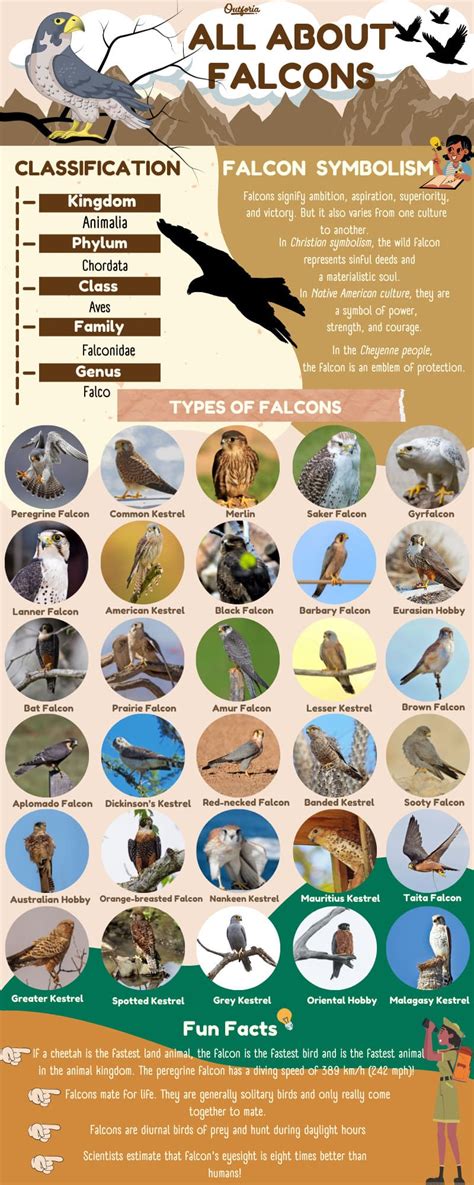 Falcon Breeds