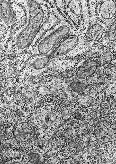 Transport Vesicles Tem Stock Image Science Source Images