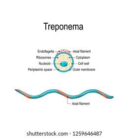 Structure Treponema Treponema Pallidum Spirochaete Bacterium Stock