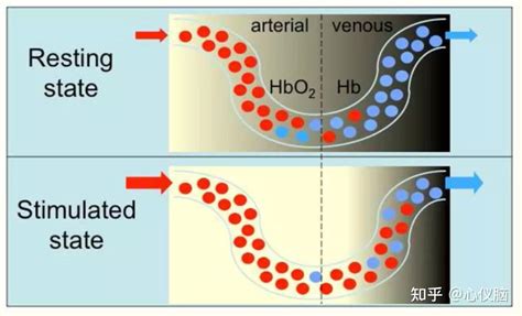 带你认识BOLD fMRI成像原理 知乎