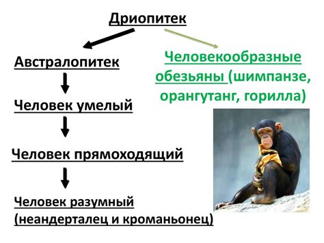 Вопросы антропогенеза в рамках подготовки к ЕГЭ презентация онлайн