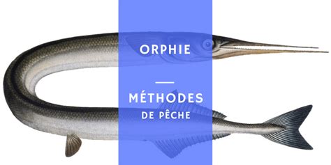 Orphie Techniques De Pêche