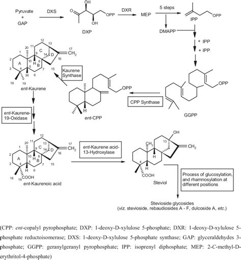Schematic Representation Of Possible Mep Biosynthesis Pathway Leading