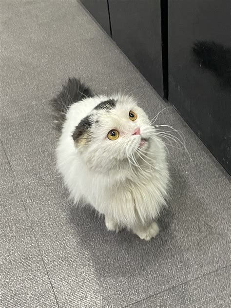 폴드 몽이 뱅갈고양이 도베르만분양 미니말티즈 스핑크스고양이분양 장모치와와 빠삐용 스핑크스고양이 브리티시숏헤어분양 강아지무료분양 유기견무료분양 유기묘입양 유기묘무료