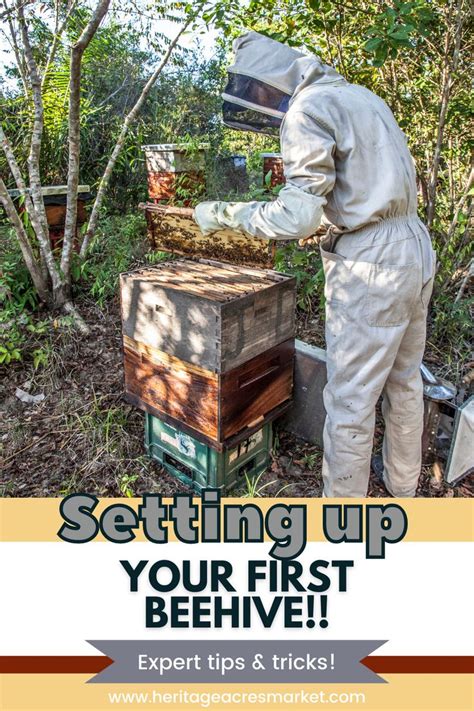 Honey Money 2 Beginner Beekeepers Guide To Setting Up Your First Bee