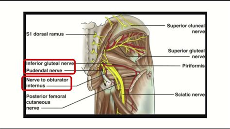 Structure Passing Greater And Lesser Sciatic Notch Mrcs Question Solve