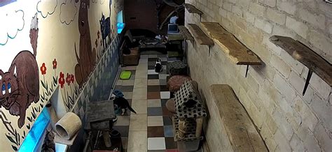 Lesė Prieglauda Kaune Lietuvoje Tiesioginė Kačių Kamera