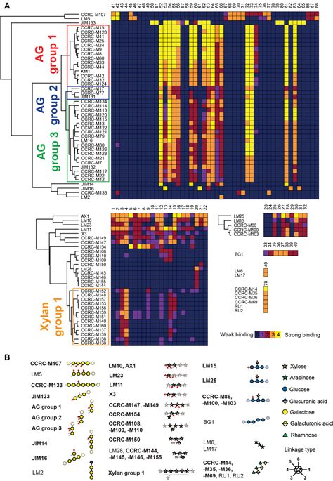 Figure 2 From A Synthetic Glycan Microarray Enables Epitope Mapping Of Plant Cell Wall Glycan