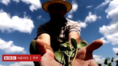 दुनियाभर में अनाज संकट की आहट Bbc News हिंदी