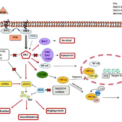 Schematic Representation Of Possible Atorvastatin Effects In Pi3kakt Download Scientific