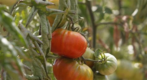 Todo Sobre Mi Huerto El Tomate Muchamiel