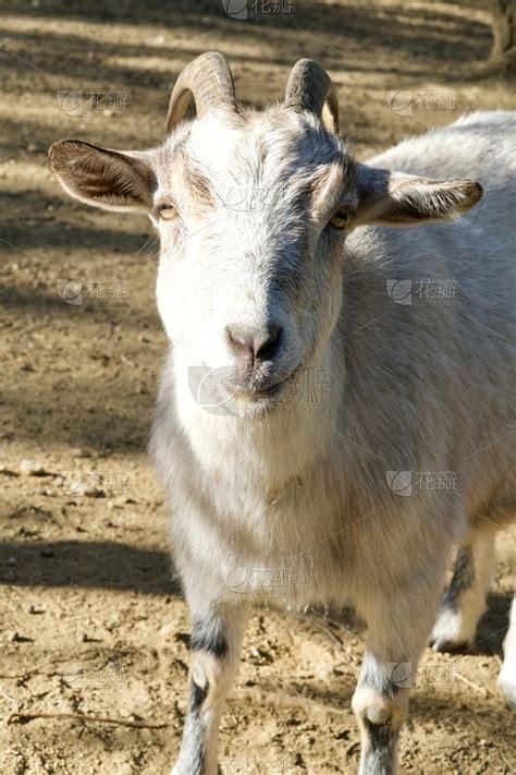 快乐 山羊 白色 垂直画幅 无人 动物身体部位 户外 奶酪 有角的 兽群