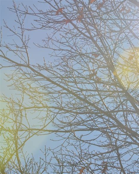 太陽 ライト 木 Pixabayの無料写真 Pixabay