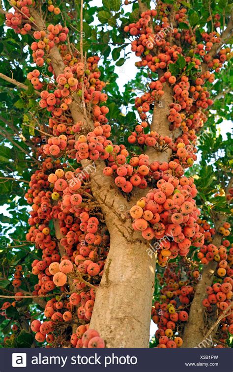Fruit Trees Home Gardening Apple Cherry Pear Plum Sycamore Tree
