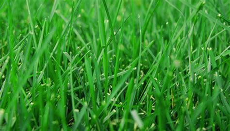 How To Make Your Own Grass Plugs Garden Guides