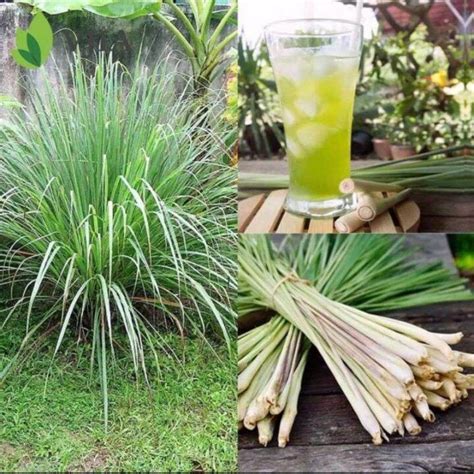 ⊙ Lemon Grass Plant Seeds Lazada Ph