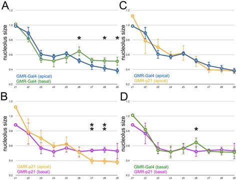 Nucleolus Size Over Time Data Shown Are Mean And Standard Deviations