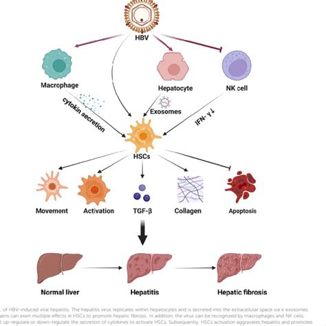 Effect Of Various Immune Cells In The Hepatic Immune Microenvironment