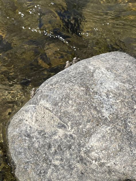 Strange Molted Shells In Suburban Los Angeles California Rwhatsthisbug