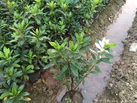 毛鹃图片 苗木图库 江苏沭阳长景园林苗木场