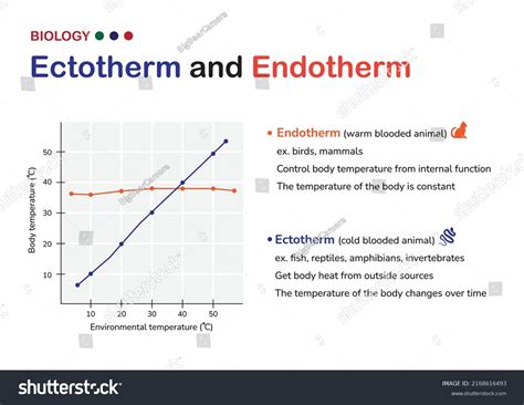 Stock vektor Biology Schematic Shows Difference Between Ectotherm bez autorských poplatků