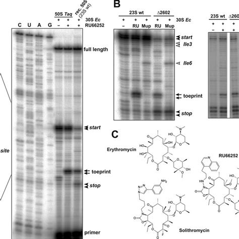 In Vitro Translation Activity Of Ribosomes Composed Of Reconstituted Download Scientific