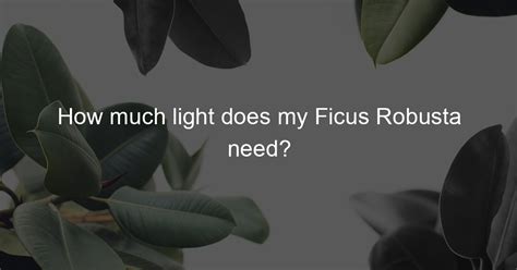 How Much Light Does My Ficus Robusta Need Ficus To Life
