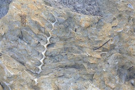 Archimedes Bryozoan From The Pitkin Limestone Serpukhovian In Northeastern Oklahoma