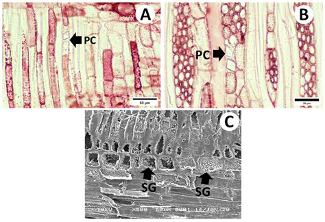 Qualitative Anatomical Characteristics And Fiber Quality Of Tapped