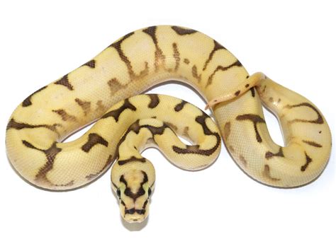 Morph List World Of Ball Pythons
