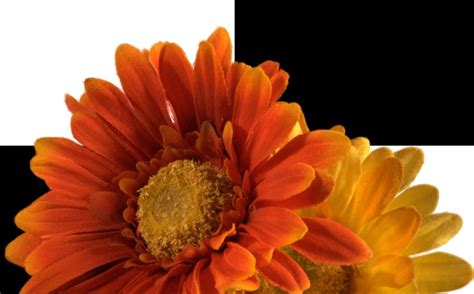 shared sampling for real time alpha matting