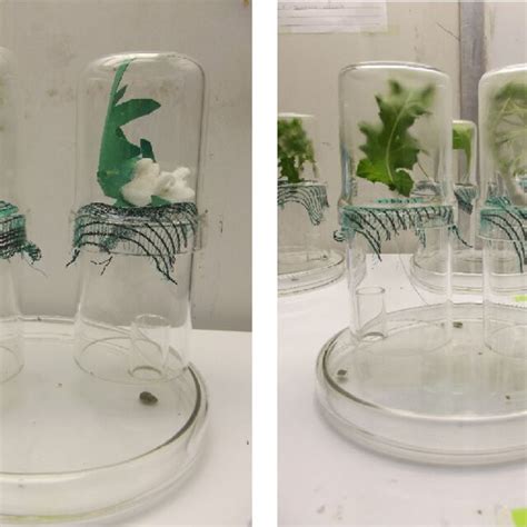 Glass Still Air Olfactometer Single Choice Test Single Odour Source