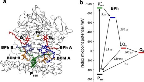 A X Ray Structure Of The Reaction Center From Rhodobacter R Download Scientific Diagram