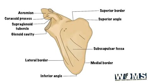 Scapula Bone Anatomy Structure And Labeled Diagram Off