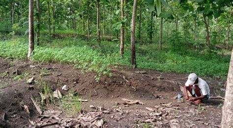 Warga Pinggiran Hutan Sekitar Lapangan Gas JTB Panen Enthung