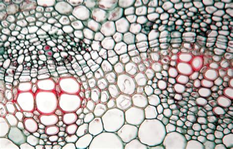 Cambium Root