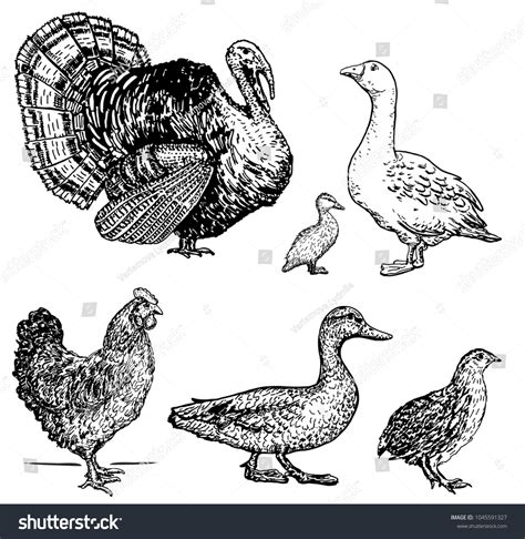 Vector Illustration Set Poultry Goose Rooster Stock Vector Royalty