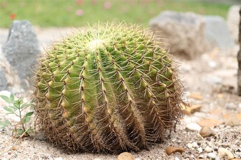 Cactus Golden Barrel Garden - Free photo on Pixabay - Pixabay