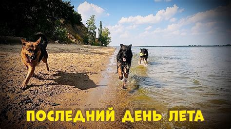ВЗЯЛ ТРЕХ СОБАК НА ПЛЯЖ ПОСЛЕДНИЙ ТЕПЛЫЙ ДЕНЬ Youtube