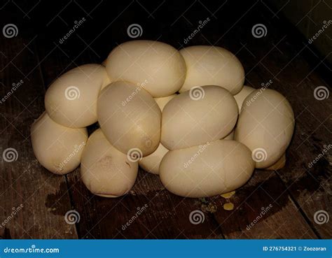 Burmese Python Python Bivittatus Stock Image Image Of Wildlife Reptile 276754321