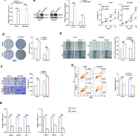 Traf7 Knockdown Restrained Hepatoma Cells Growth Proliferation