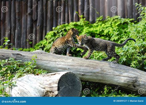 Two Jaguar Cubs At Play Stock Image Image Of Mammal 28309127