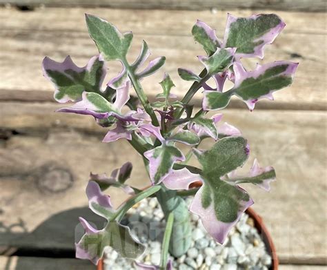 SHPR26066 Senecio articulatus variegata Кактус онлайн