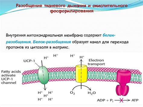 Динамическая биохимия. Биологическое окисление - презентация онлайн